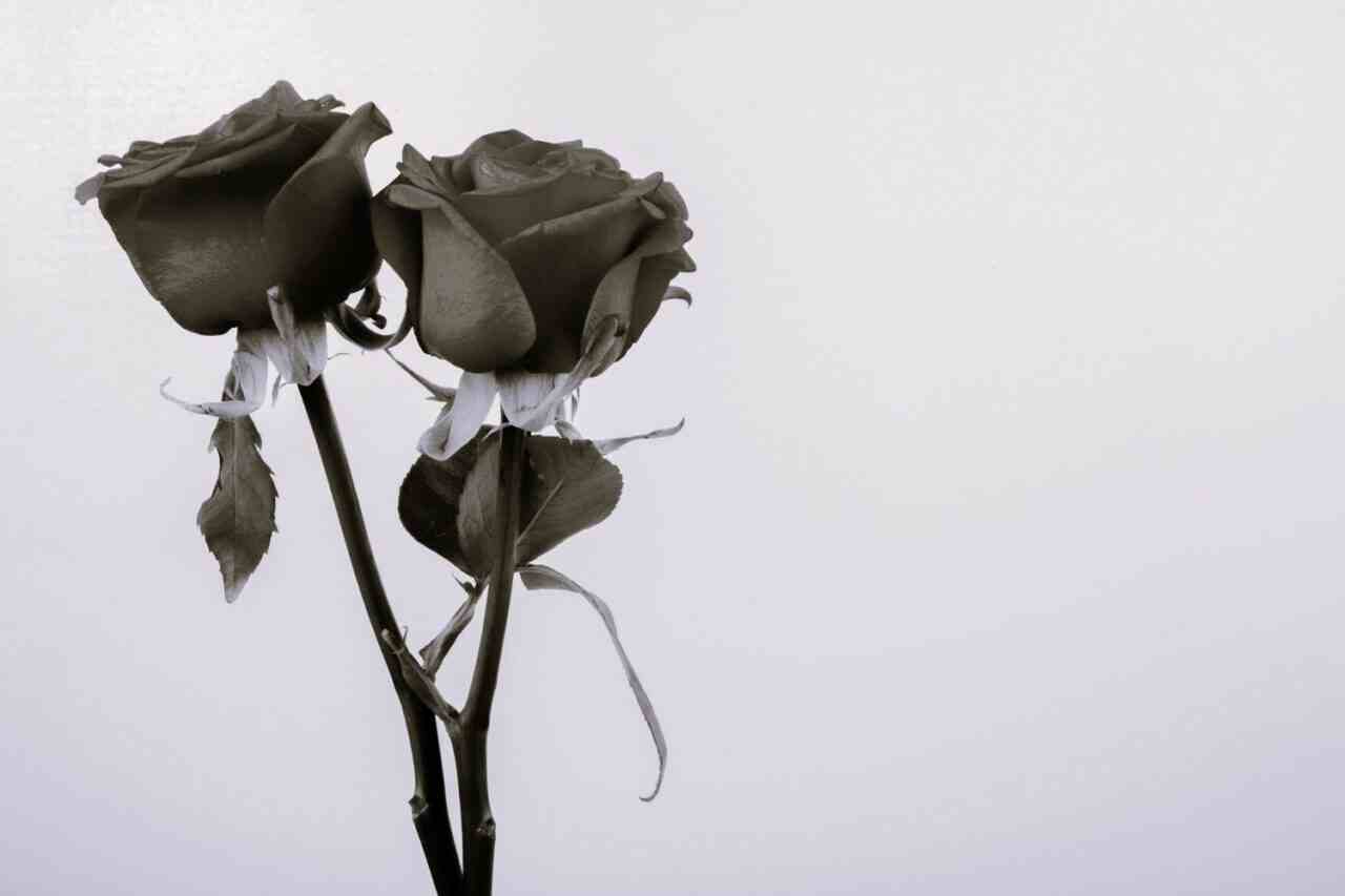 The Real Meaning Behind Burning Roses - Attraction Diary